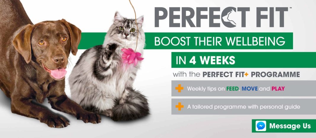 Facebook Messenger hosts dedicated chatbot for cat and dog owners ...