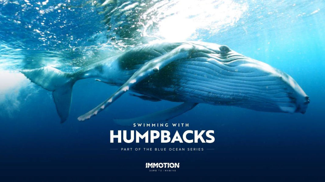 Immotion releases World first “Swimming with Humpback Whales” VR ...